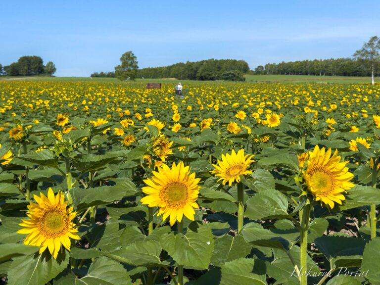 July 14th (Monday) Sunflower Village Flowering Status: The sunflowers in "Daiwa's Sunflower Maze ...